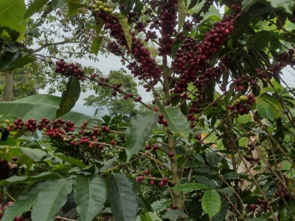 Cosecha cafetera en Caicedonia - Federación Nacional de Cafeteros - Valle del Cauca